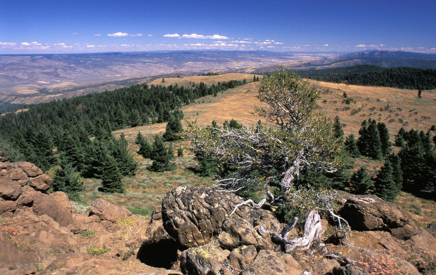 Aiding Oregon Reforestation | Journal | Tala – Tala US