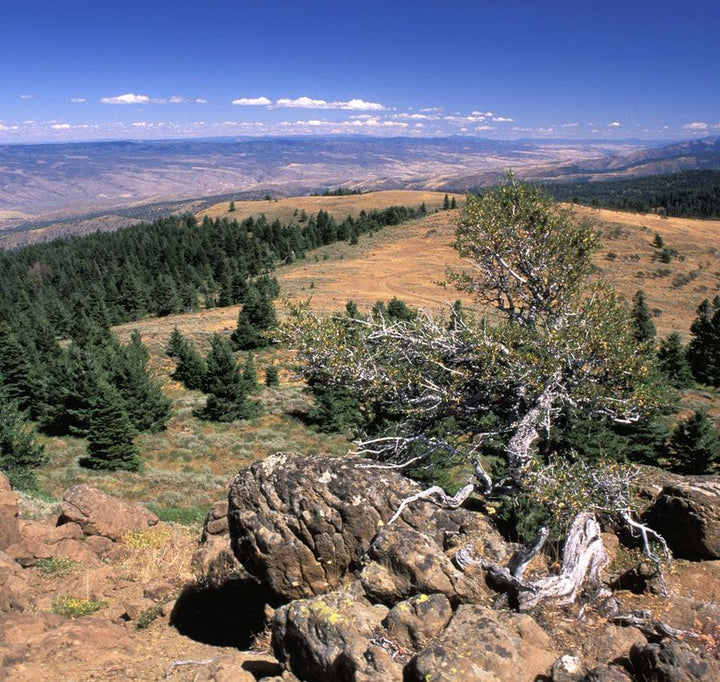 Aiding Oregon Reforestation | Journal | Tala – Tala US